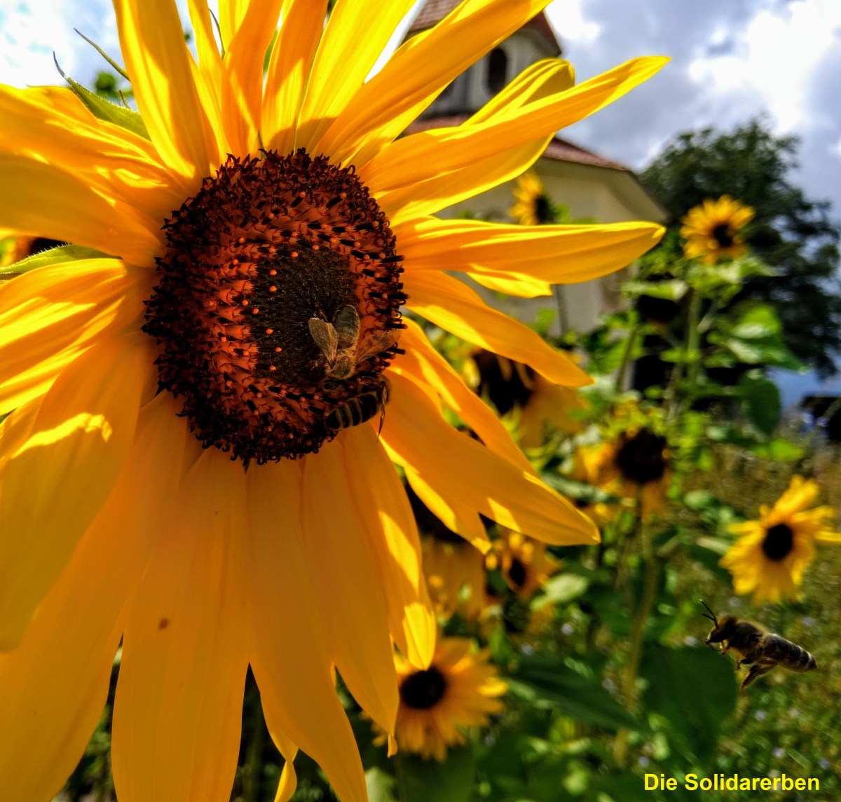 Die Solidarerben – bos☼lei.com … Politik für Menschen, nicht für Märkte